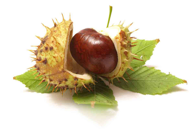 6 razloga zbog kojih treba jesti kesten | Poljoprivreda.info / Magazin