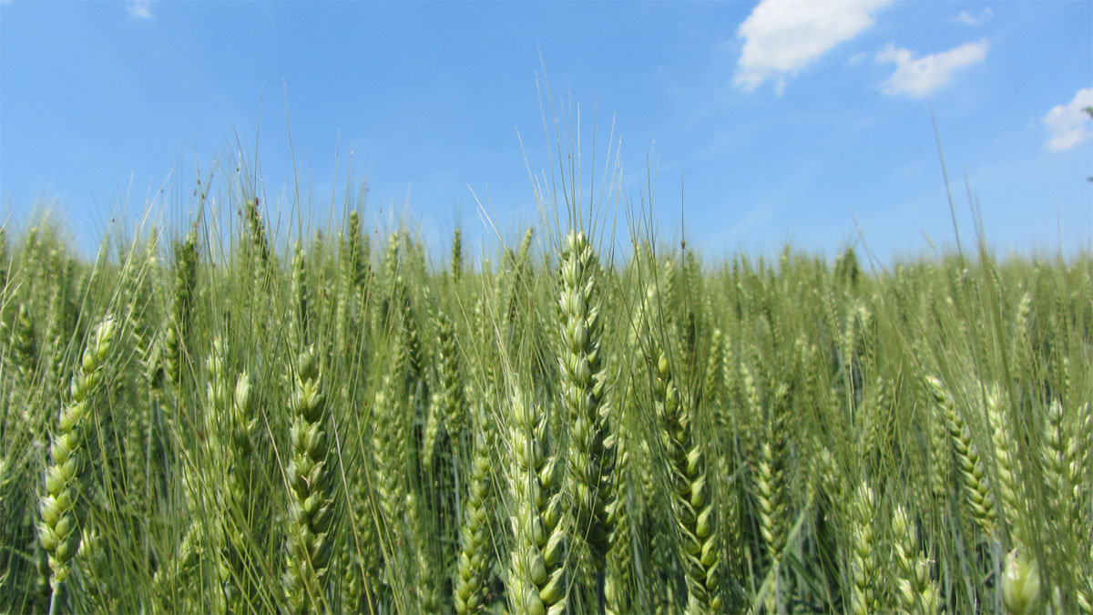 Tehnologija proizvodnje pšenice | Poljoprivreda.info / Magazin