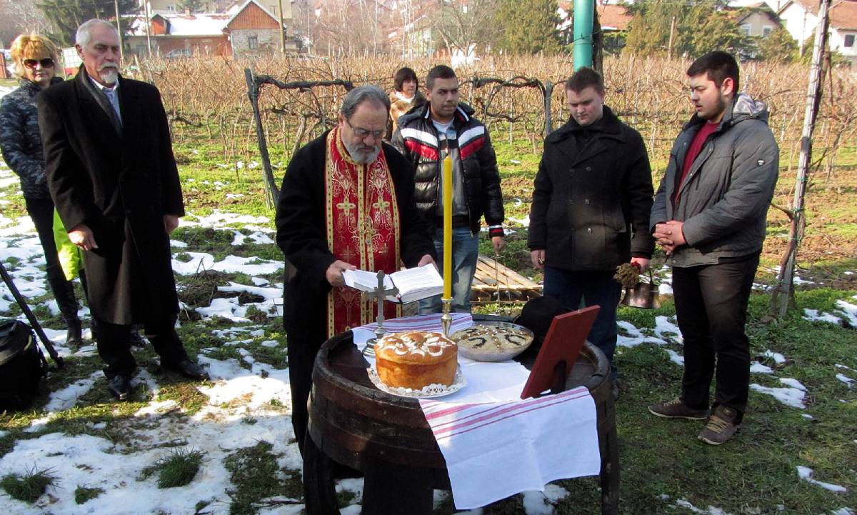 Vinogradarska svetinja - danas proslavljamo svetog Trifuna ...
