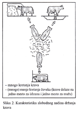 Govedarstvo – osnova stočarstva | Poljoprivreda.info / Magazin