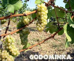 Godominka - nova domaća sorta vinove loze | Poljoprivreda.info / Magazin