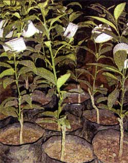 Bogata kolekcija agruma | Poljoprivreda.info / Magazin